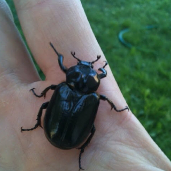 Hermit flower beetle | Project Noah