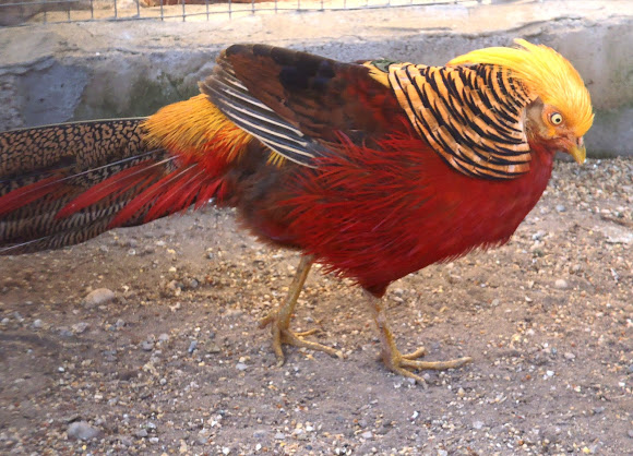 Golden Pheasant. Faisán dorado | Project Noah