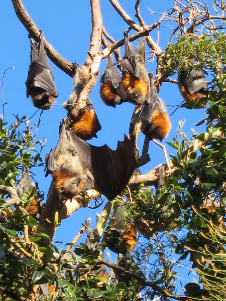 Grey-headed Flying Fox (colony July 2013) | Project Noah