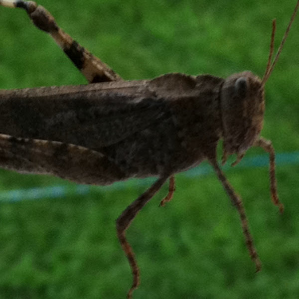 Locust | Project Noah
