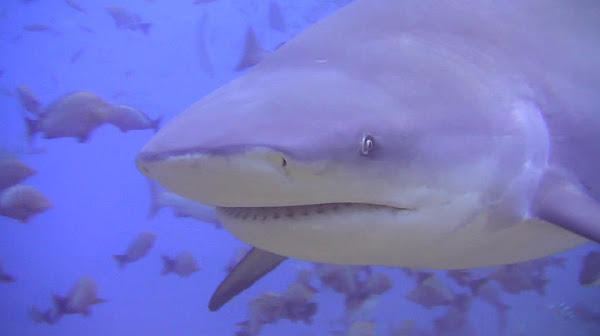 Bull Sharks | Project Noah