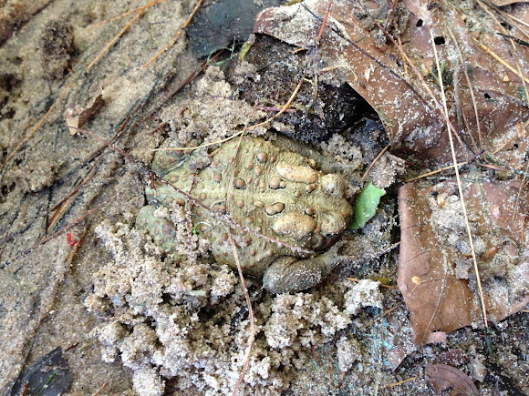 American Toad | Project Noah