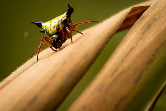 Hasselt's Spiny Spider | Project Noah