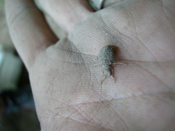 Antlion larva | Project Noah