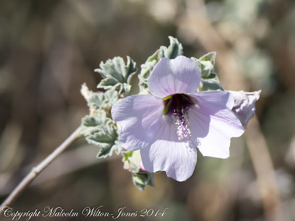 Sea Mallow | Project Noah