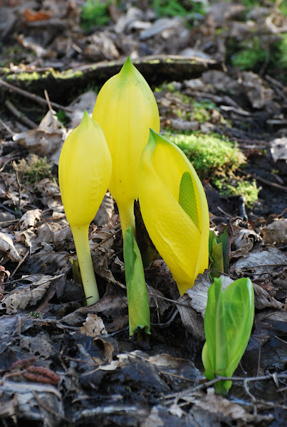 Western Skunk Cabbage | Project Noah