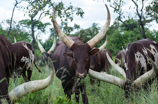 Ankole cattle — Google Arts & Culture