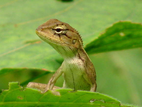 girgiti | Project Noah