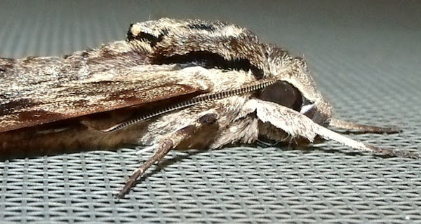 Gray Hawk Moth | Project Noah