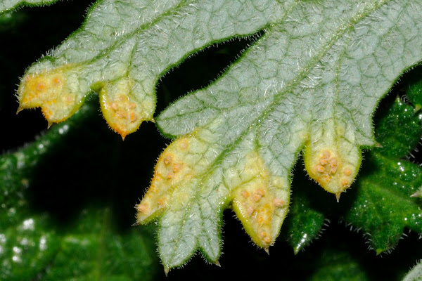 Puccinia sp. | Project Noah