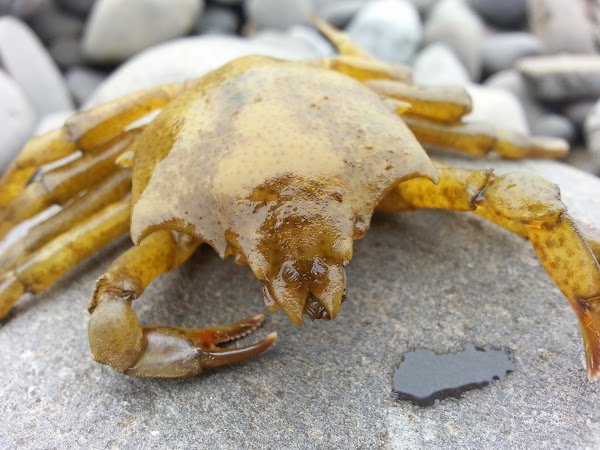 Shield-backed Kelp Crab | Project Noah