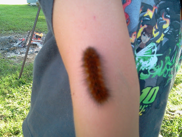 Willy worm | Project Noah