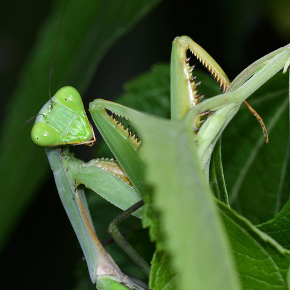 Giant Asian Mantis | Project Noah