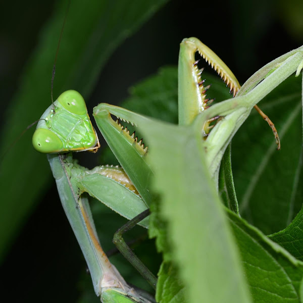 Giant Asian Mantis | Project Noah