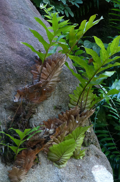 Oak-leaf Fern | Project Noah