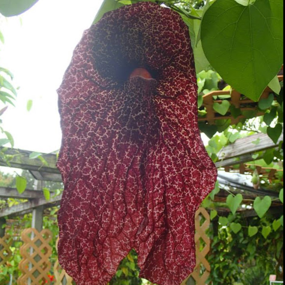 Pelican flower | Project Noah