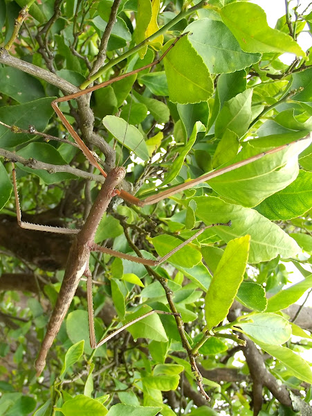 Titan stick insect | Project Noah