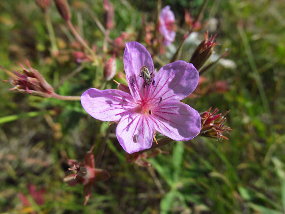 Sticky Purple Geranium | Project Noah