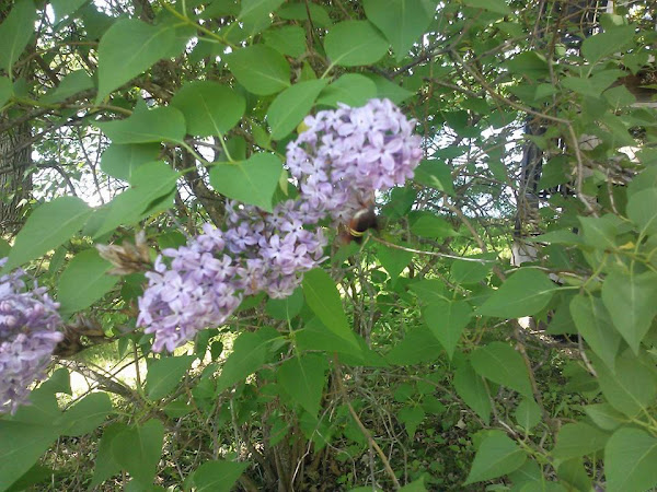 Nessus sphinx moth | Project Noah