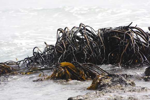 Huiro Negro | Project Noah