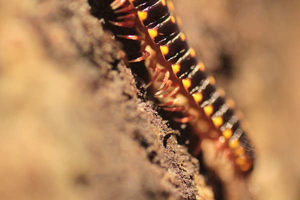 Yellow Spotted millipede | Project Noah