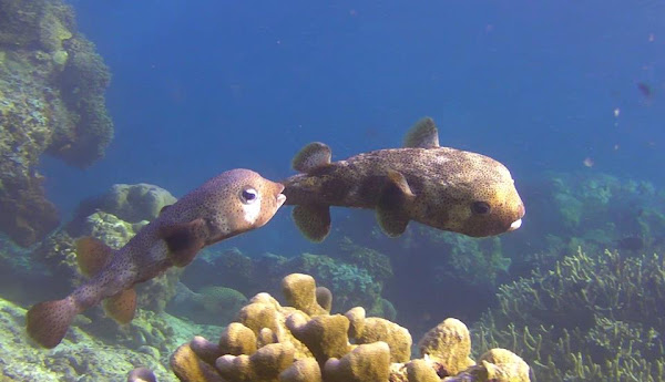 Black spotted porcupine Pufferfish | Project Noah