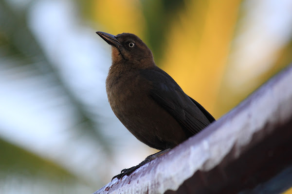 Mexican Grackle | Project Noah