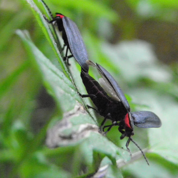 Dirunal fireflies mating | Project Noah