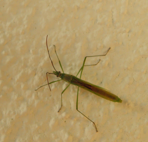 green bug | Project Noah