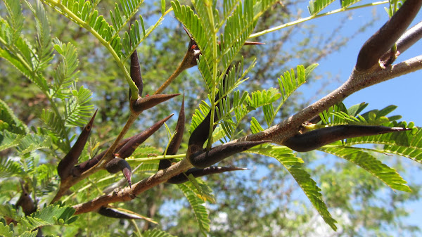 Bullhorn Acacia | Project Noah