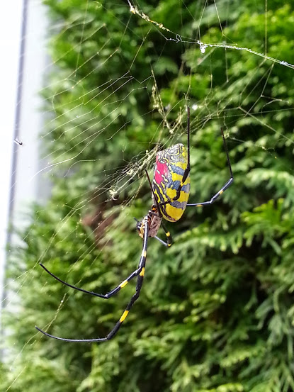 Joro Spider | Project Noah