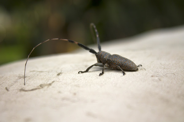 Coleóptero | Project Noah