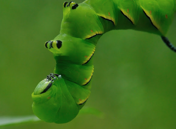 Laurel Sphinx moth larva | Project Noah