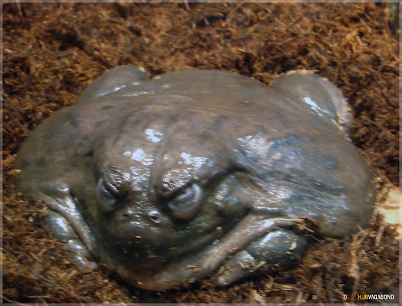 Giant African Bullfrog | Project Noah