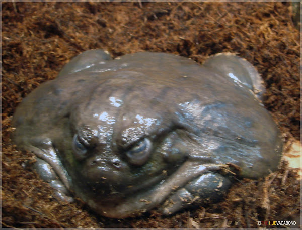 Giant African Bullfrog | Project Noah