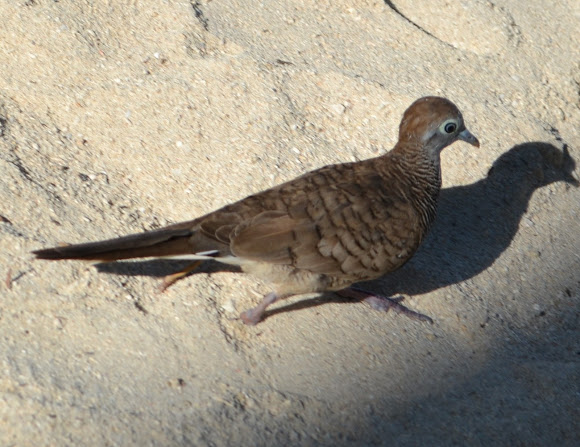 Zebra Dove | Project Noah