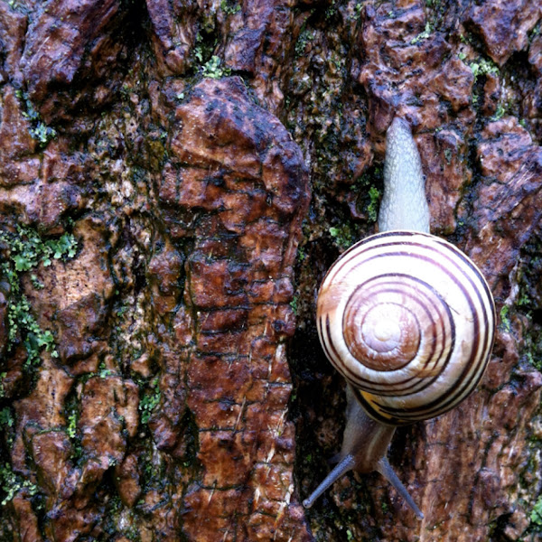 White-Lipped Banded Snail | Project Noah