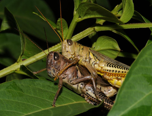 Differential grasshoppers (mating pair) | Project Noah