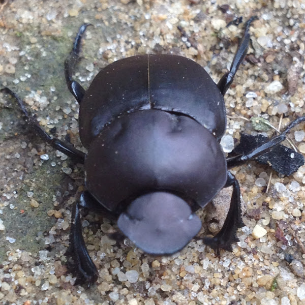 Tumblebug (dung beetle) | Project Noah