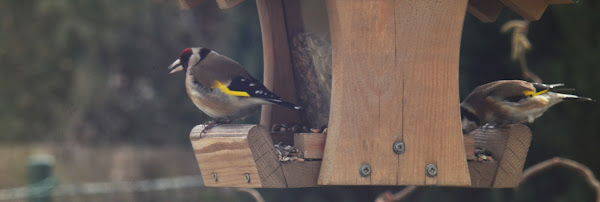 European Goldfinch | Project Noah