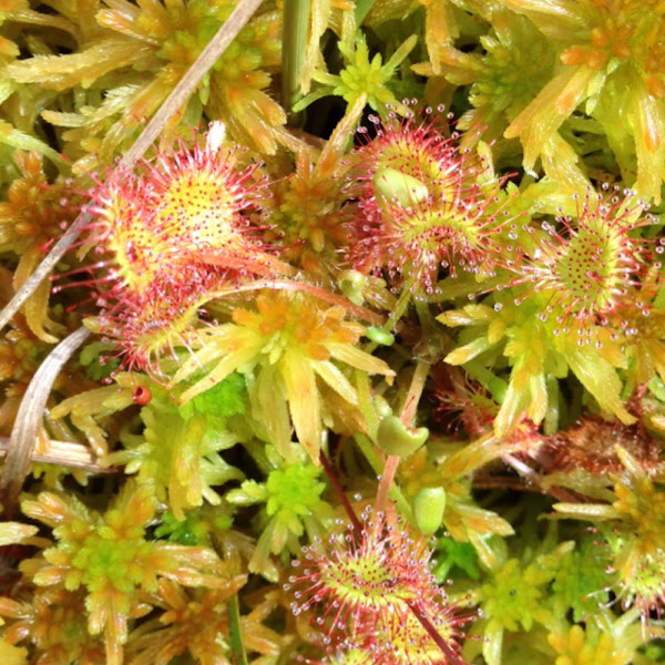 Sundew | Project Noah