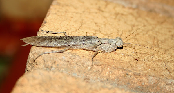 bark mantid | Project Noah