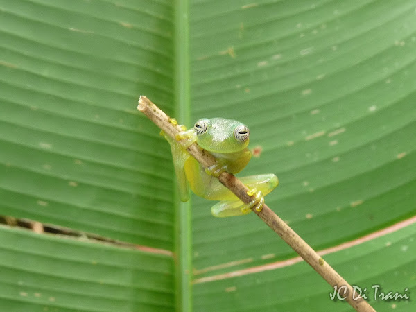 Ghost Glass frog | Project Noah