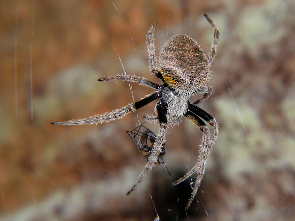 Tropical orb weaver spider | Project Noah
