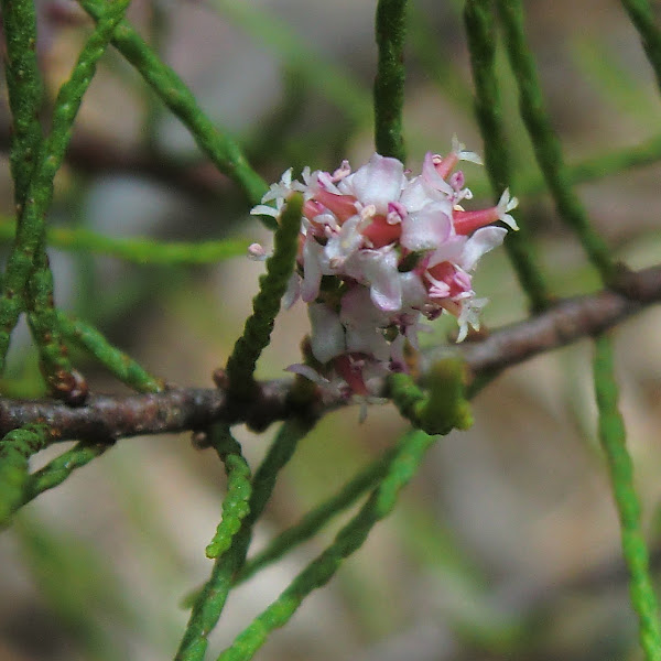 Athel Tree | Project Noah