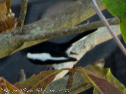 Oriental Magpie Robin | Project Noah