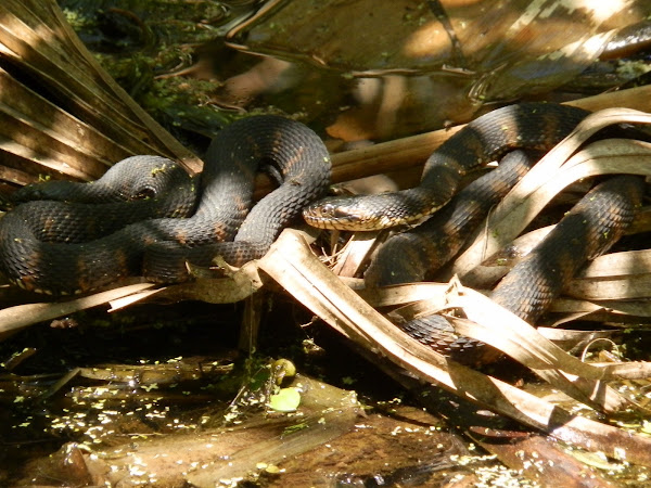 Florida Banded Water Snake | Project Noah