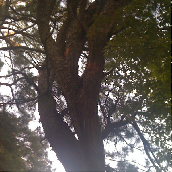 Pine tree | Project Noah