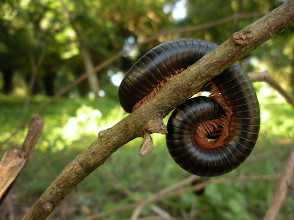 Chongololo | Project Noah