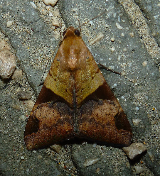 Noctuid Moth | Project Noah